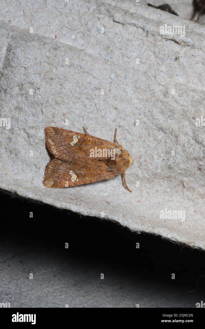 American Ear Moth (Amphipoea americana Stock Photo - Alamy