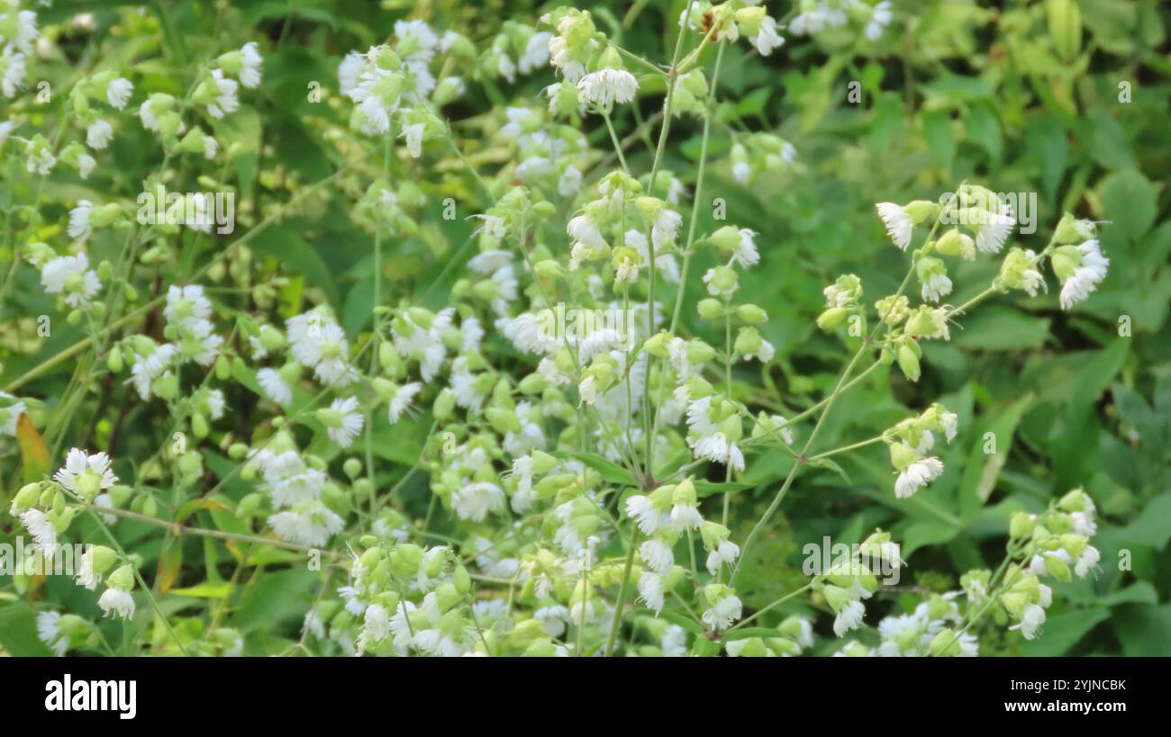 starry campion (Silene stellata Stock Photo - Alamy
