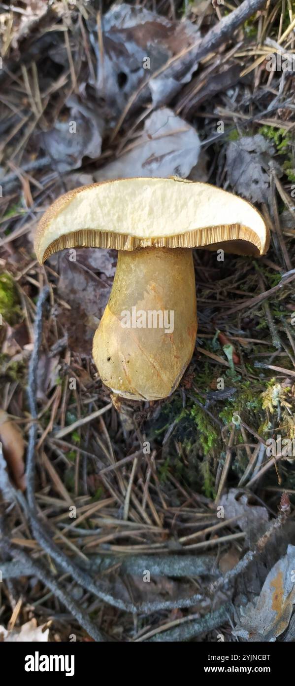 Bovine Jack (Suillus bovinus Stock Photo - Alamy
