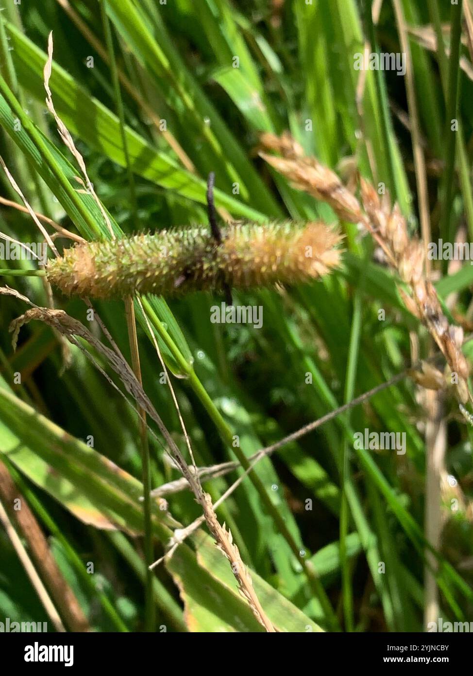 Rye Ergot (Claviceps purpurea Stock Photo - Alamy