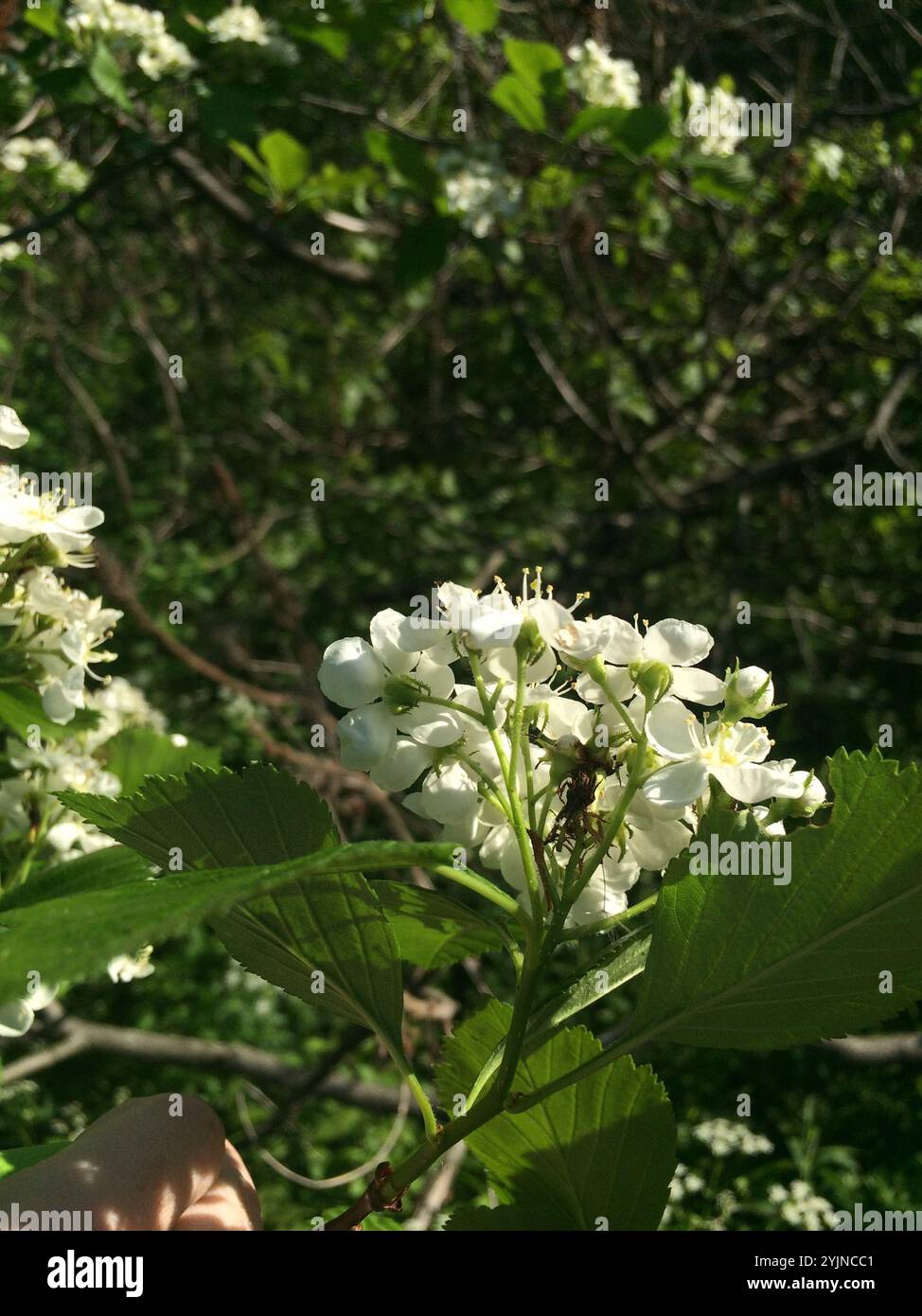 Large-thorn hawthorn (Crataegus macracantha Stock Photo - Alamy