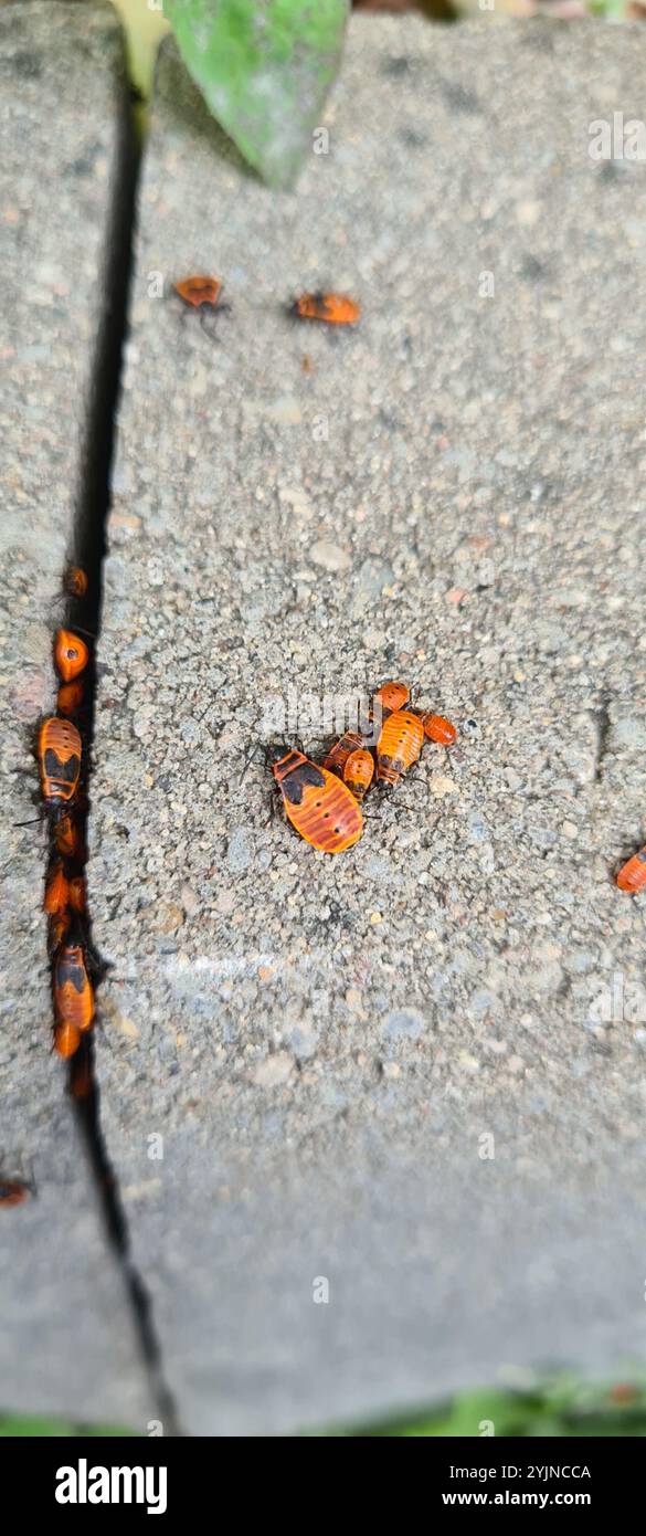 European Firebug (Pyrrhocoris apterus Stock Photo - Alamy