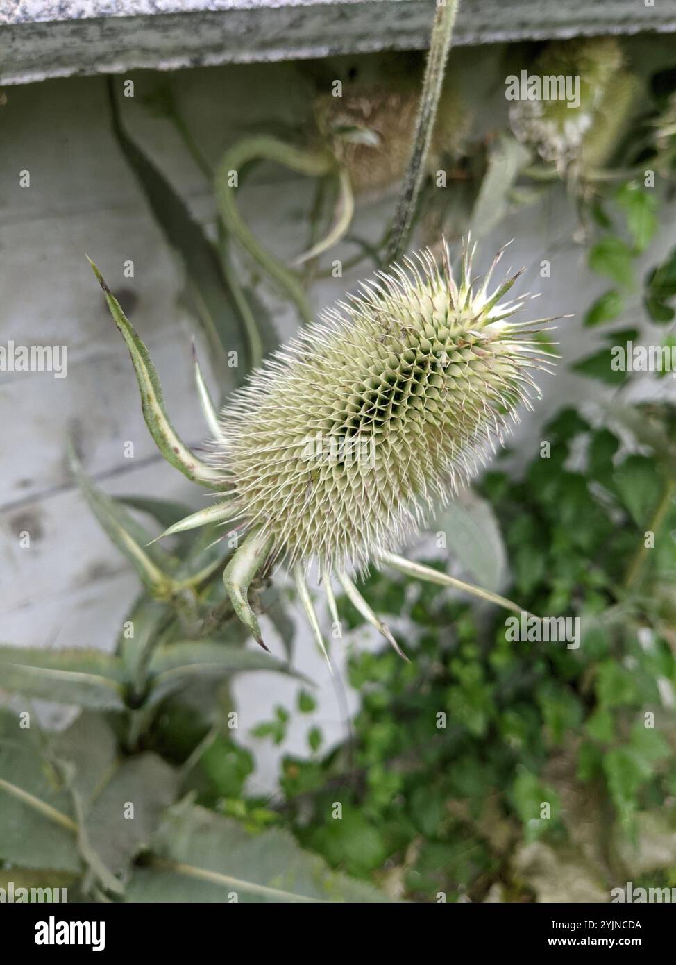 cutleaf teasel (Dipsacus laciniatus Stock Photo - Alamy
