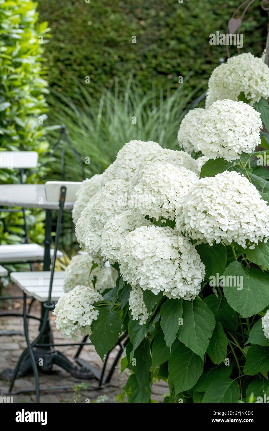 Schneeball-Hortensie, Hydrangea arborescens STRONG ANNABELLE,, Snowball ...