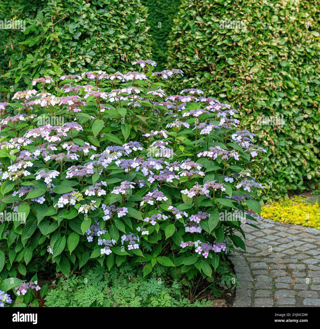 Teller-Hortensie, Hydrangea serrata Bluebird,, Lacecap hydrangea Stock Photo - Alamy