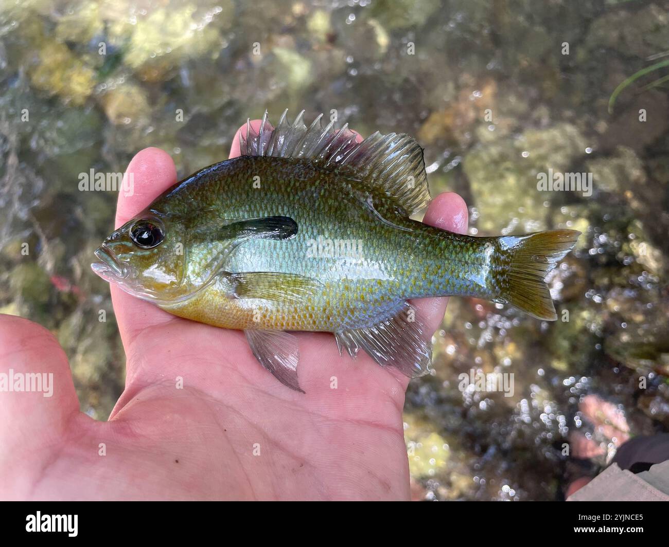 Redbreast Sunfish (Lepomis auritus Stock Photo - Alamy