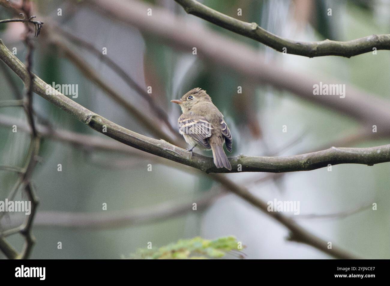 Western Flycatcher (Empidonax difficilis Stock Photo - Alamy