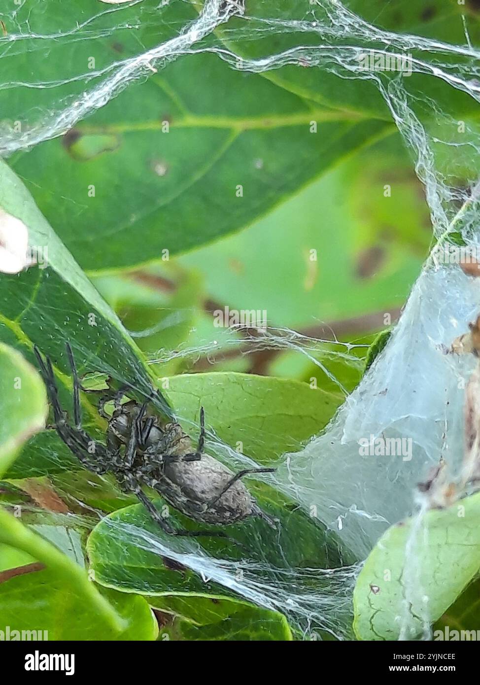 Grass Spiders (Agelenopsis Stock Photo - Alamy