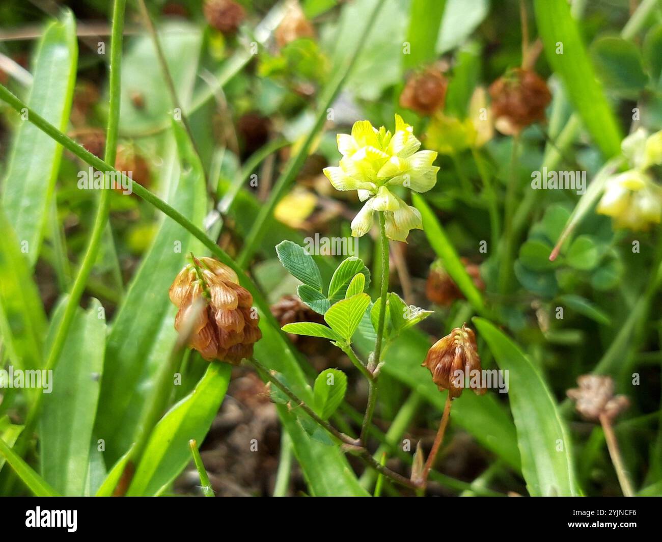 hop trefoil (Trifolium campestre Stock Photo - Alamy