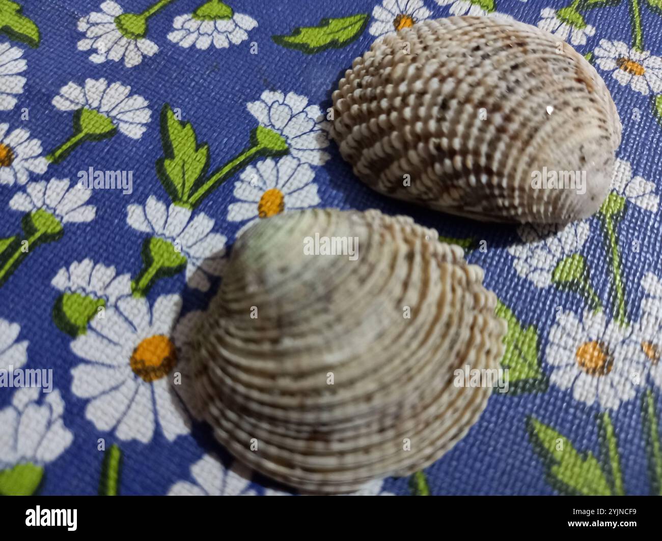 Warty Venus Clam (Venus verrucosa Stock Photo - Alamy