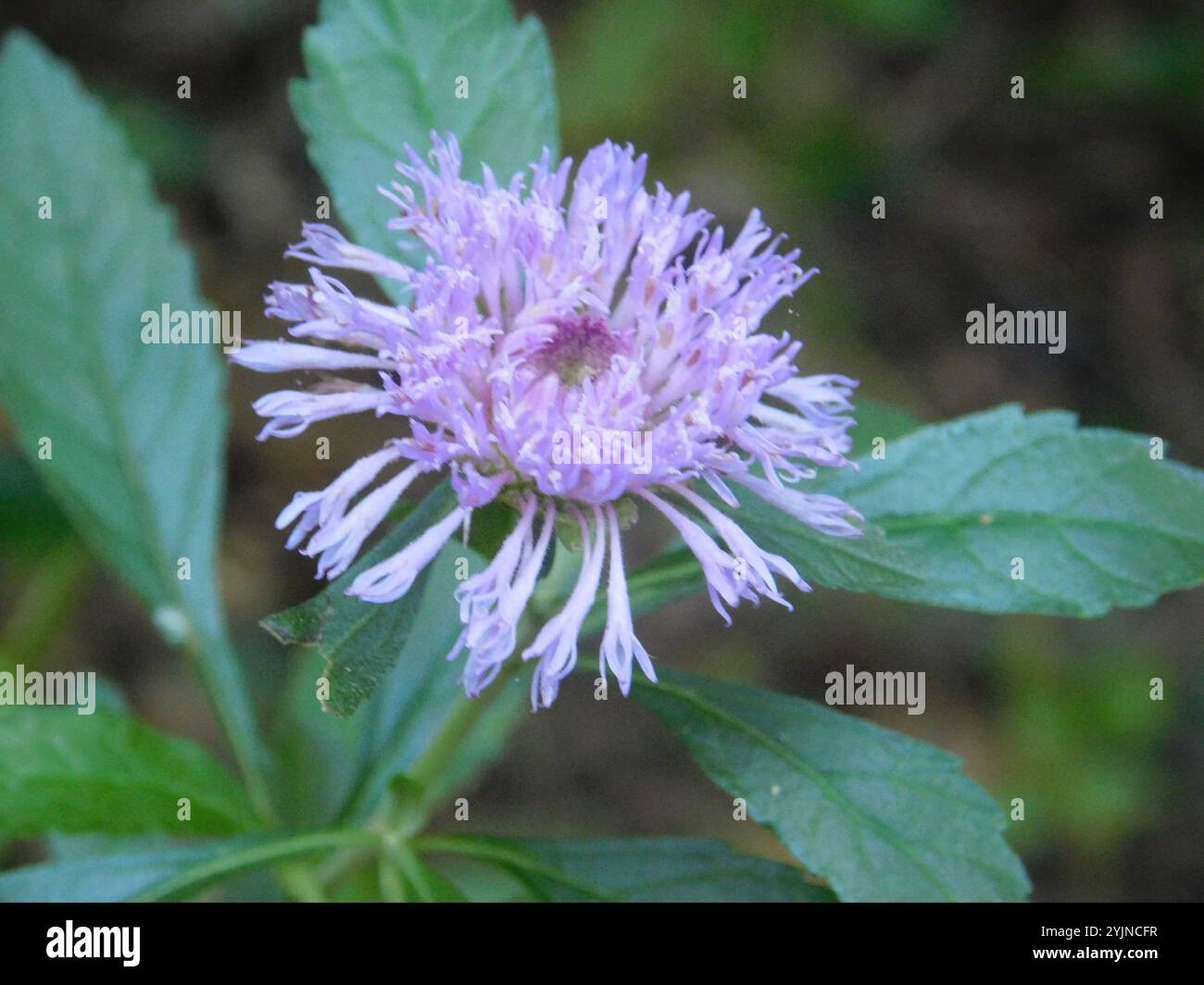 Brazilian bachelors button hi-res stock photography and images - Alamy