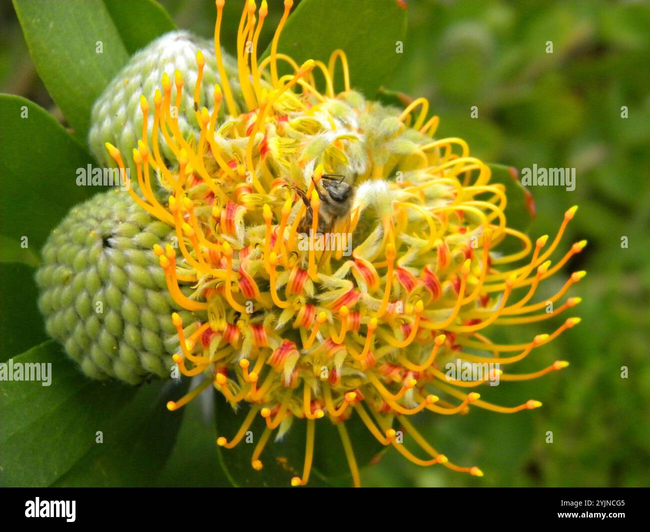 Cape Honey Bee (Apis mellifera capensis Stock Photo - Alamy