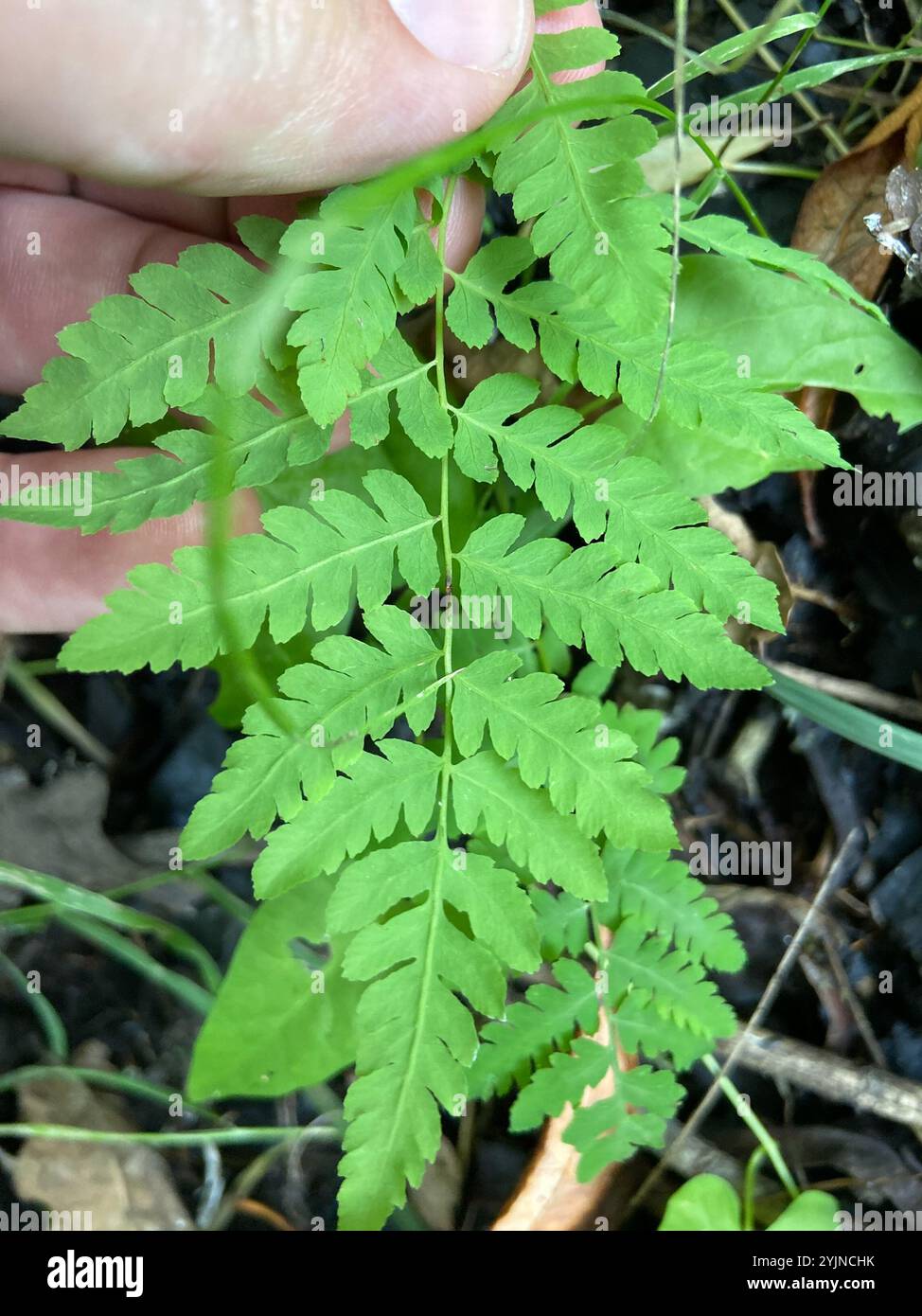 marsh fern (Thelypteris palustris Stock Photo - Alamy
