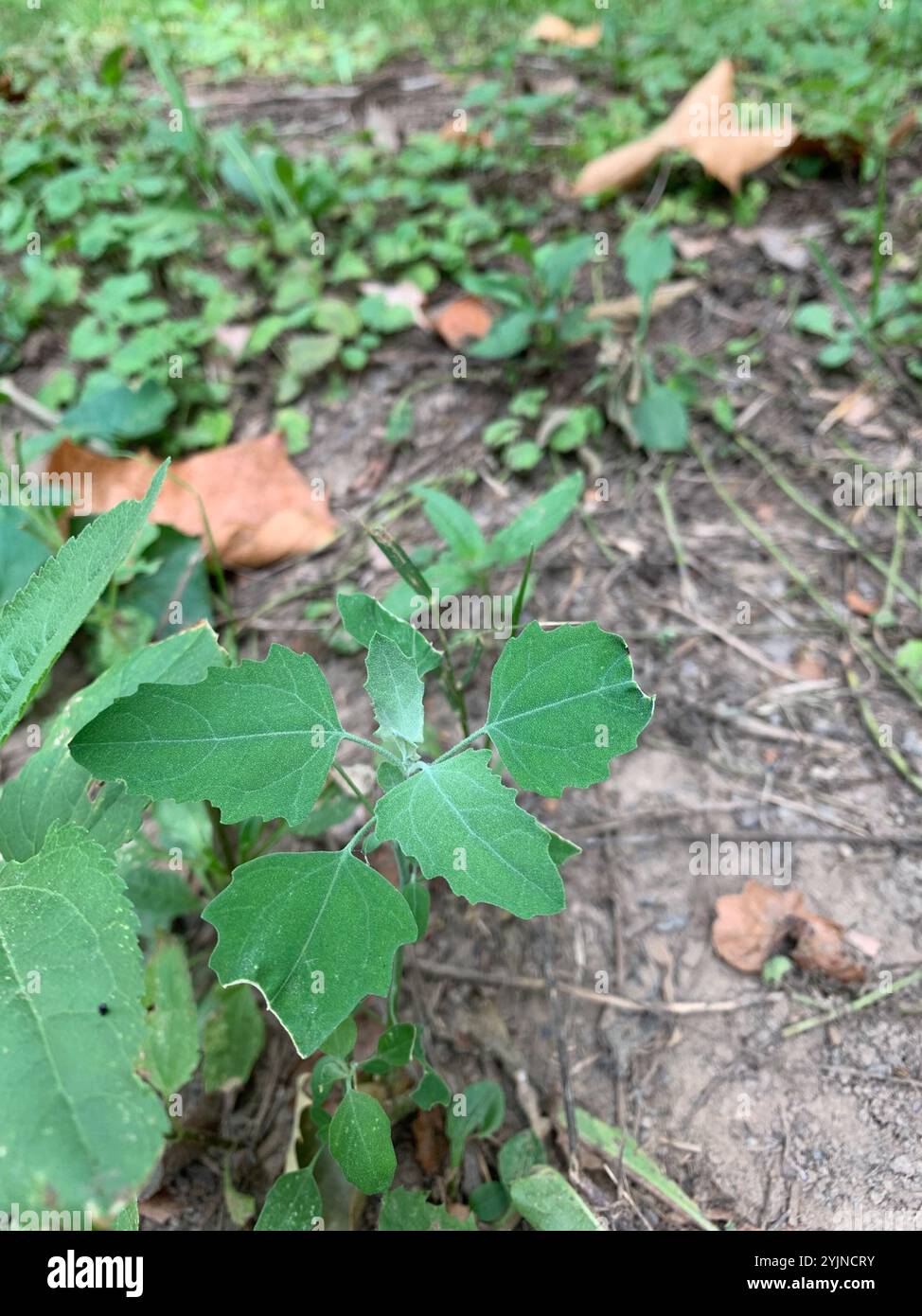 Common Lambsquarters (Chenopodium album Stock Photo - Alamy
