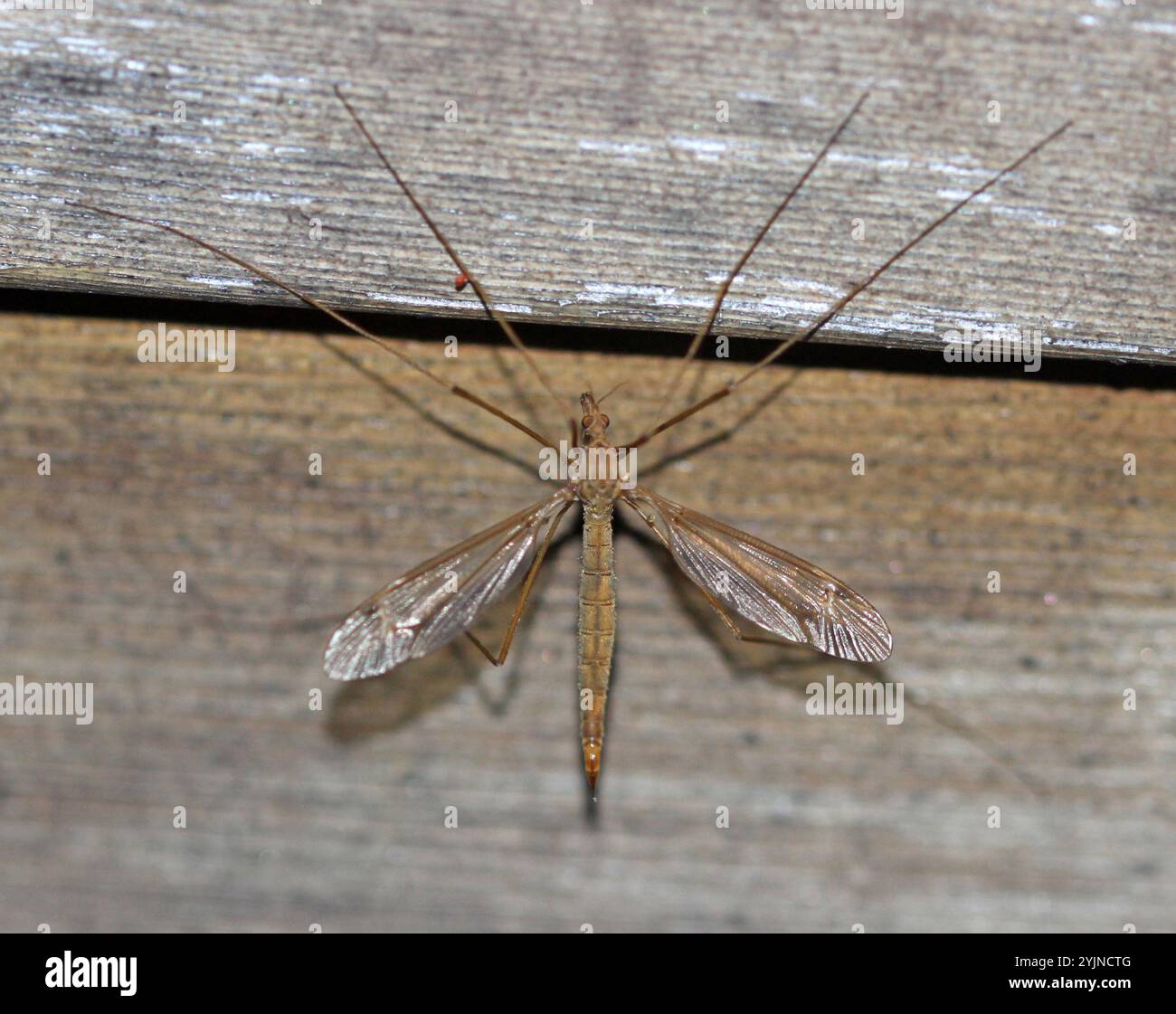 Common Crane Flies (Tipula Stock Photo - Alamy