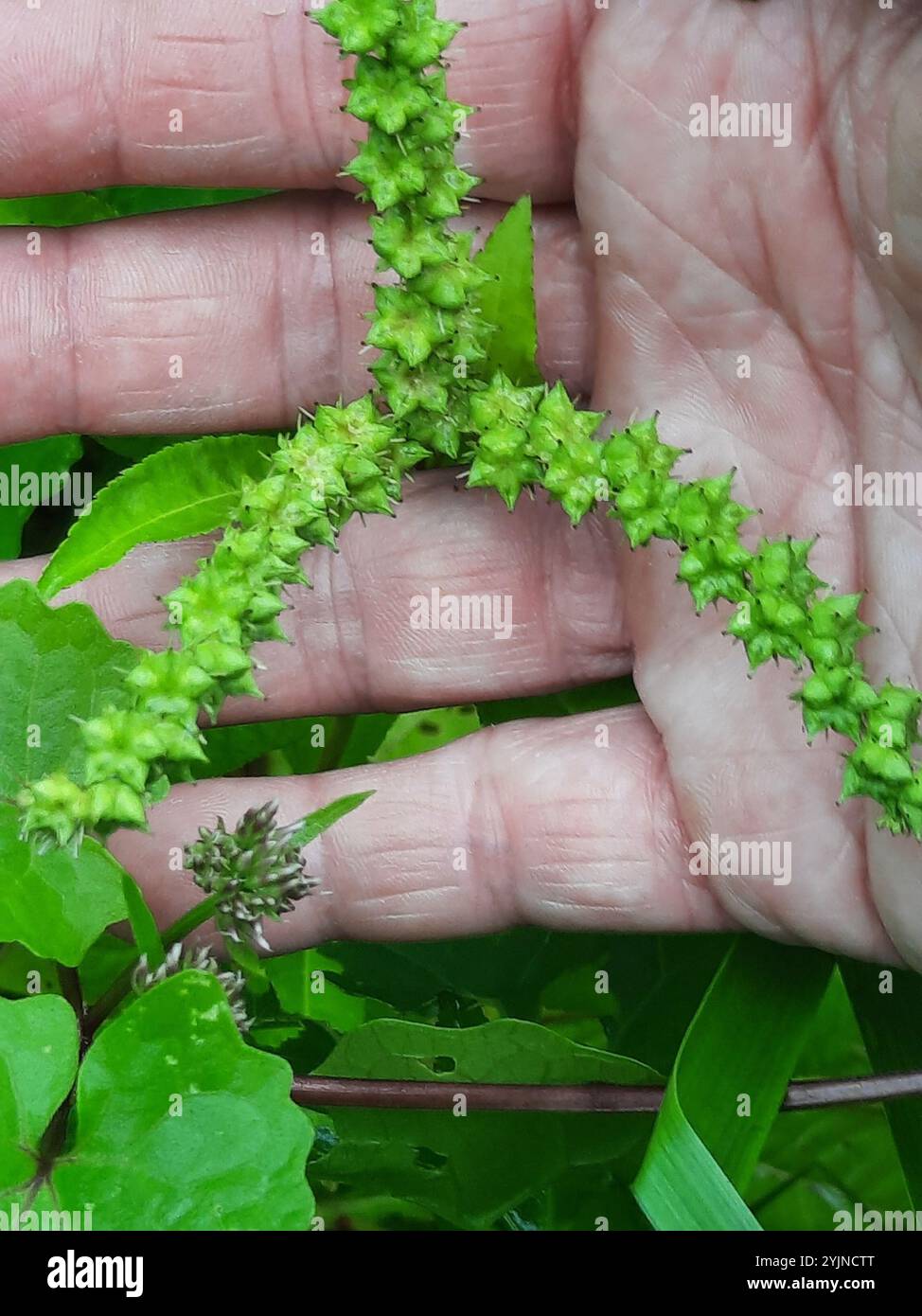 Penthorum hi-res stock photography and images - Alamy