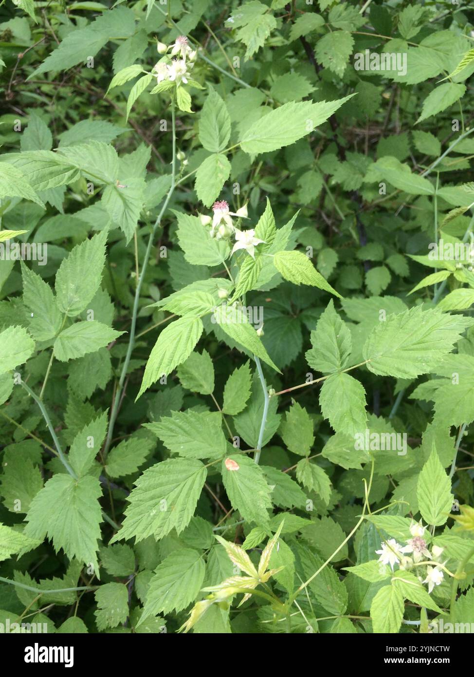 black raspberry (Rubus occidentalis Stock Photo - Alamy