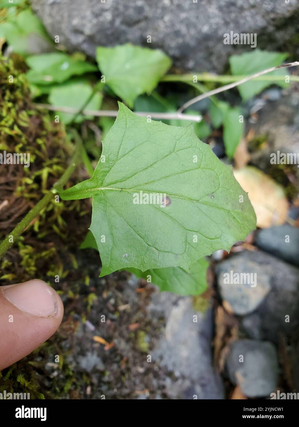 western rattlesnake root (Nabalus alatus Stock Photo - Alamy