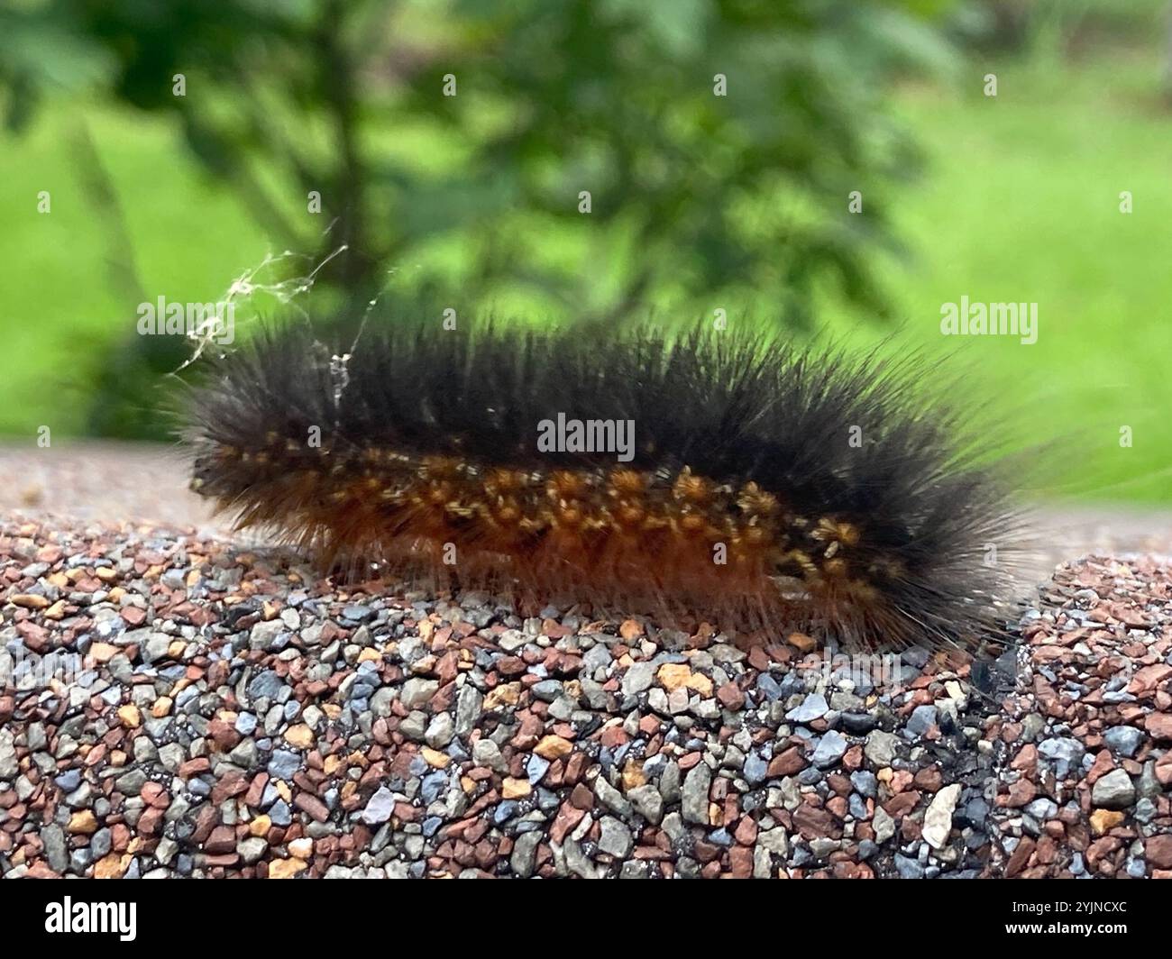 Salt marsh moth hi-res stock photography and images - Alamy