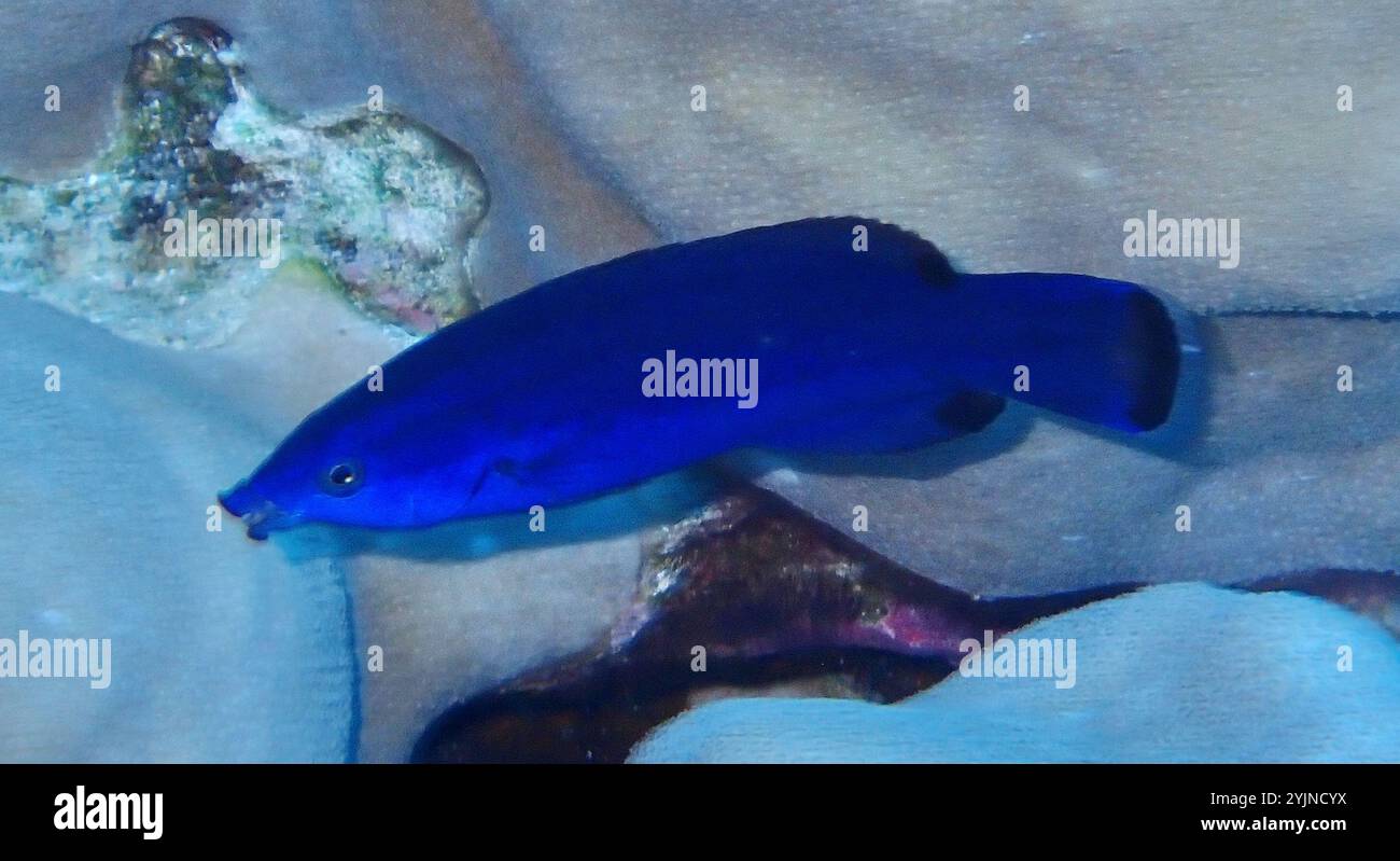 Fourline Wrasse (Larabicus quadrilineatus Stock Photo - Alamy