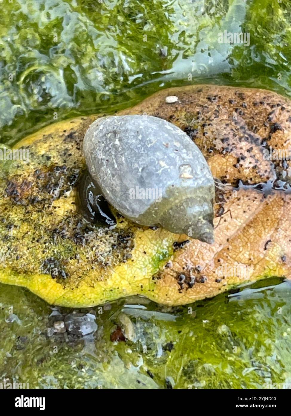 Acute Bladder Snail (Physella acuta Stock Photo - Alamy