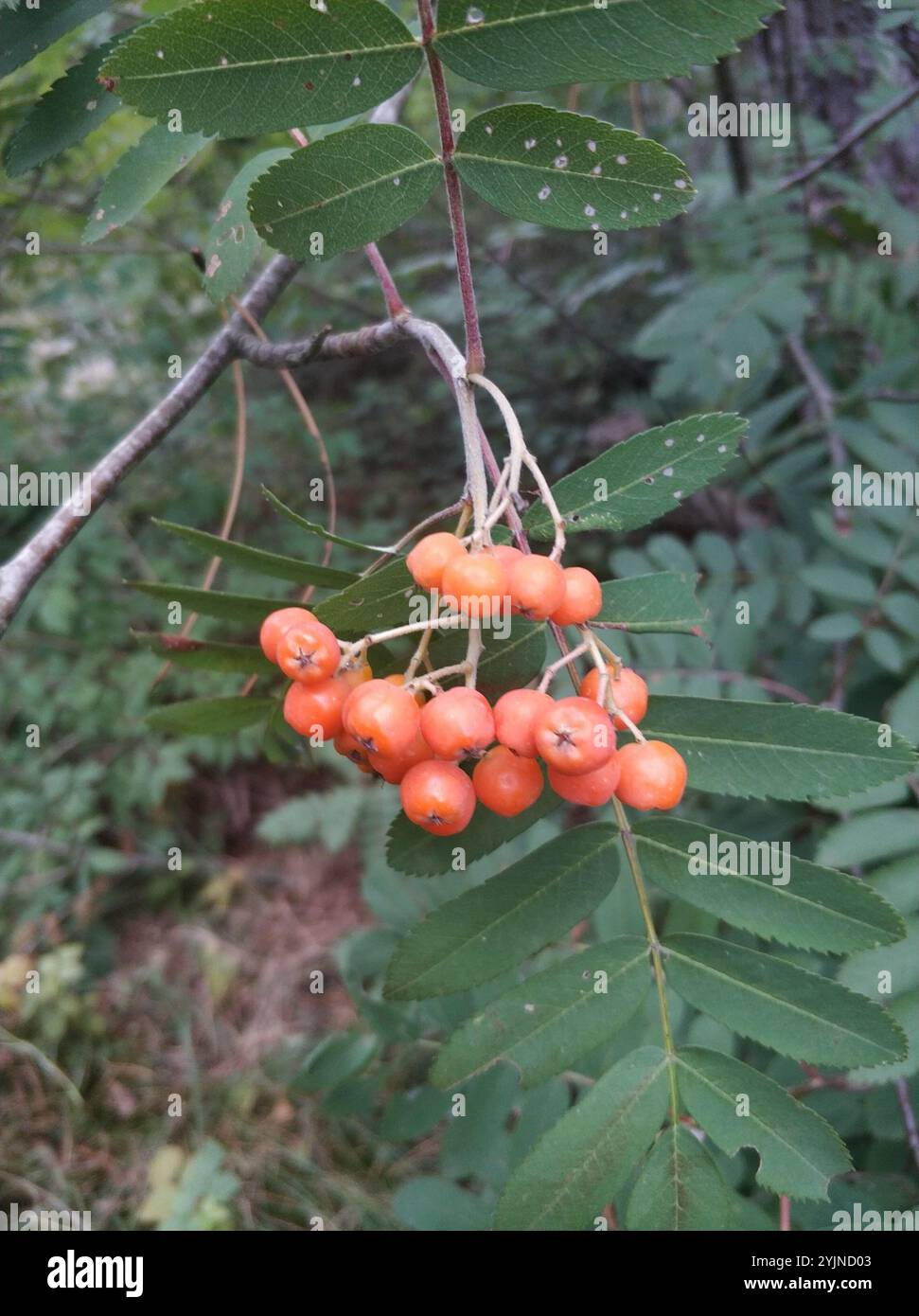 European mountain ash (Sorbus aucuparia Stock Photo - Alamy