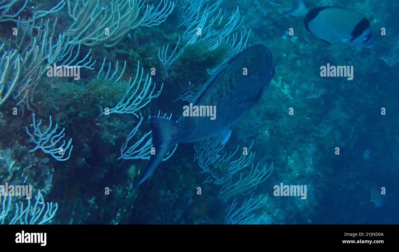 Ray-finned Fishes (Actinopterygii Stock Photo - Alamy