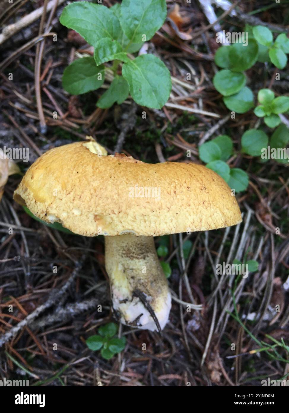 Blue-staining Slippery Jack (Suillus tomentosus Stock Photo - Alamy