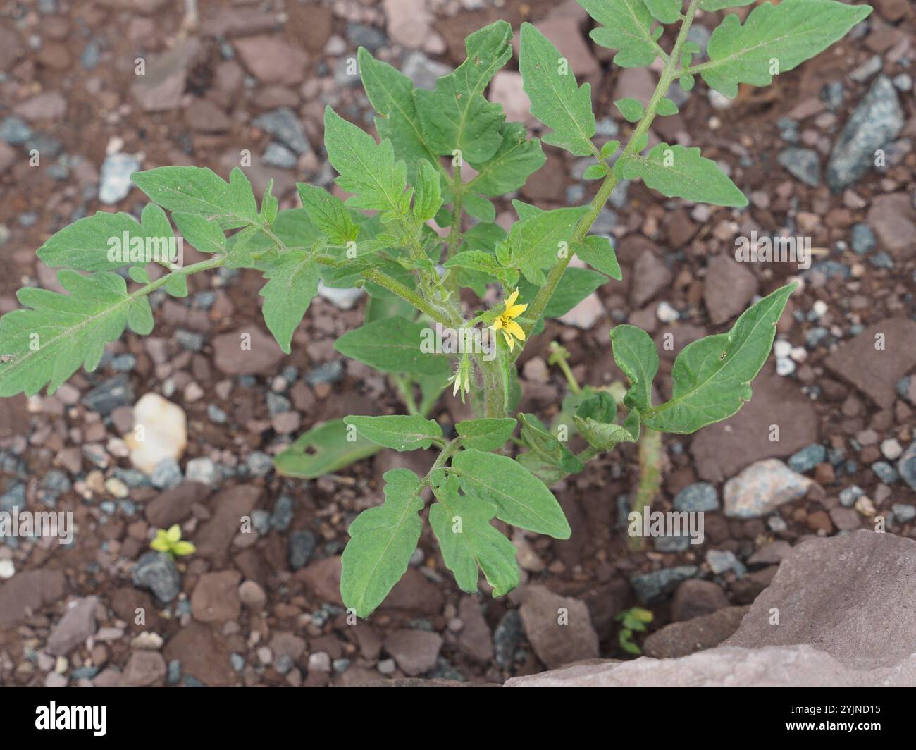 tomato (Solanum lycopersicum Stock Photo - Alamy