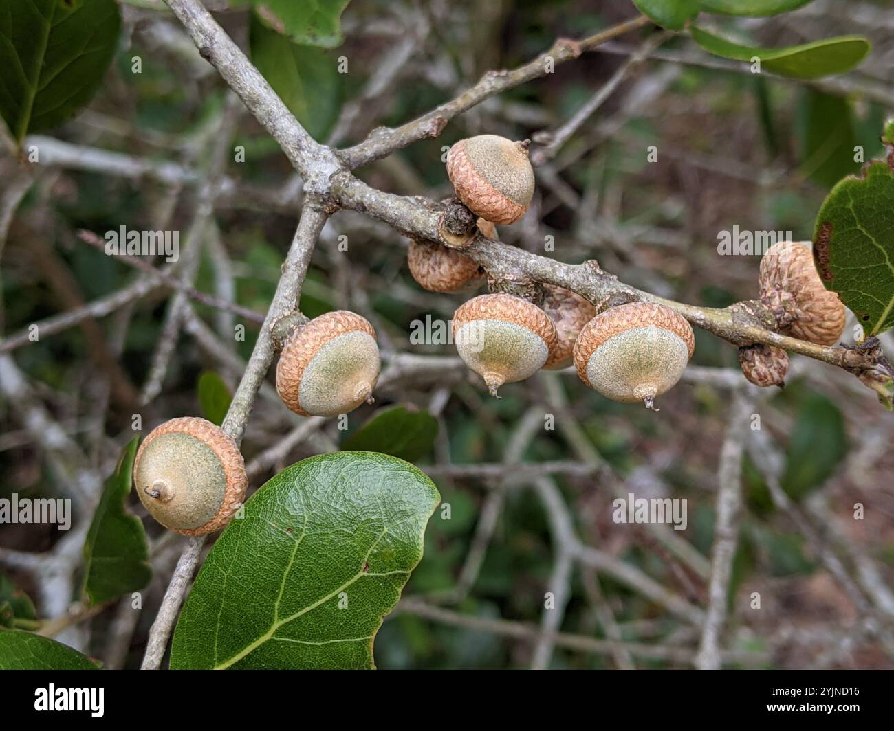 Myrtle Oak (Quercus myrtifolia Stock Photo - Alamy