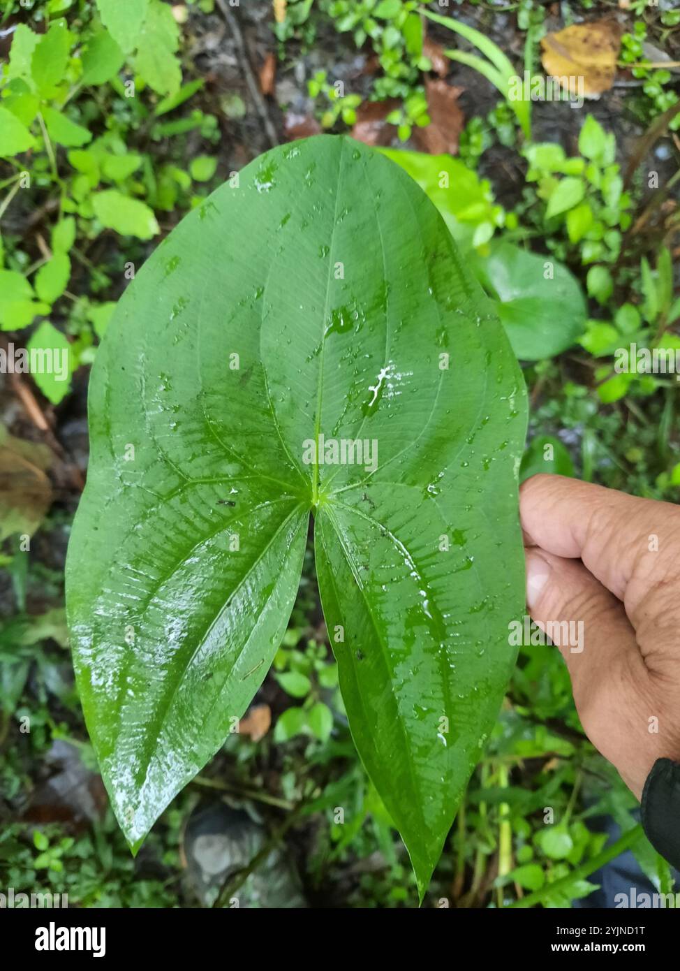 broadleaf arrowhead (Sagittaria latifolia Stock Photo - Alamy