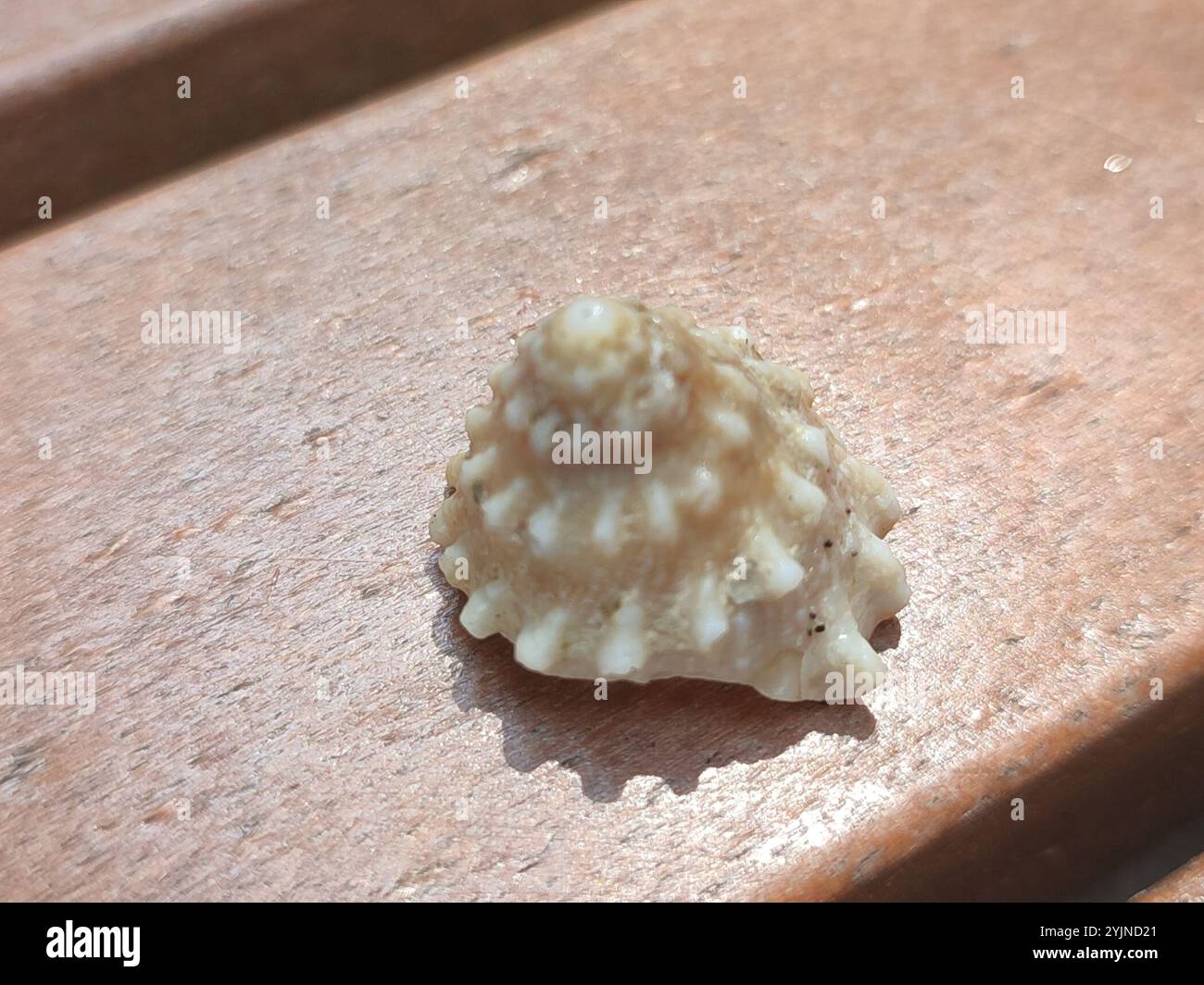 Pacific star shell (Astralium haematragum Stock Photo - Alamy