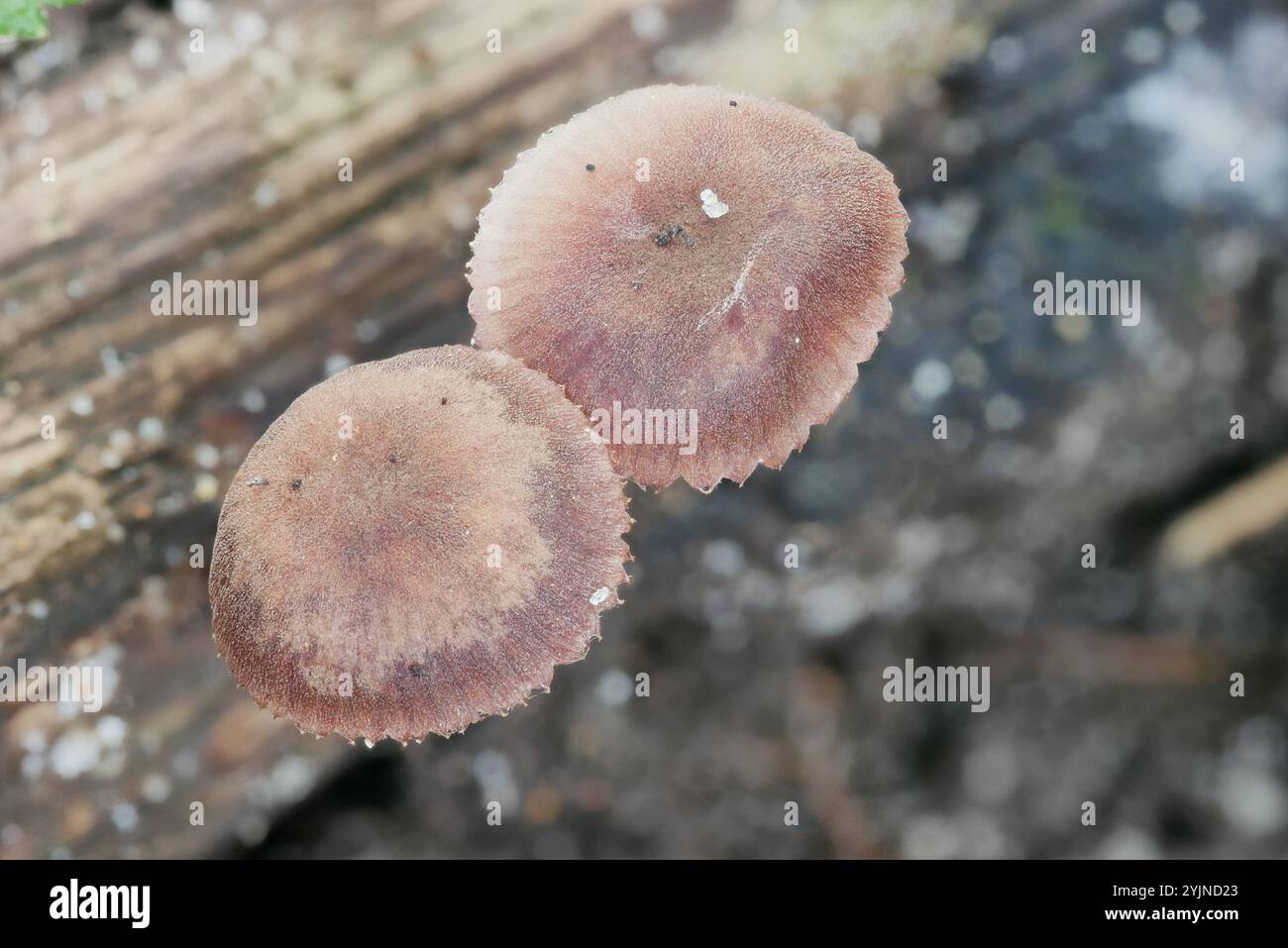 Bleeding Fairy Helmet (Mycena haematopus Stock Photo - Alamy