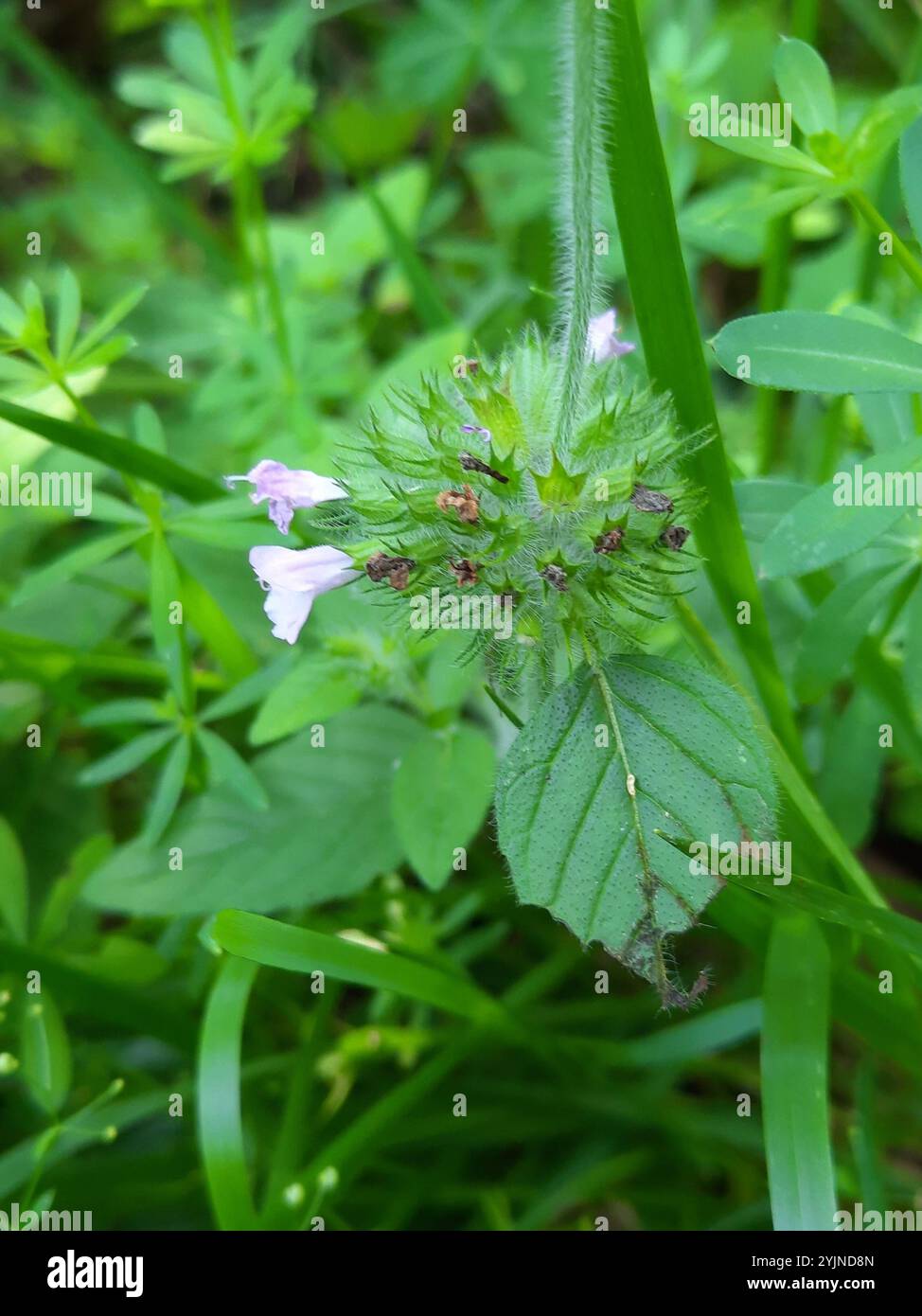 Wild Basil (Clinopodium vulgare Stock Photo - Alamy