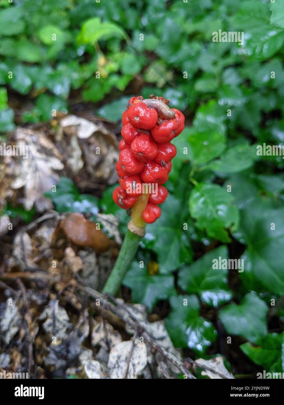 Cuckoo-pint (Arum maculatum Stock Photo - Alamy