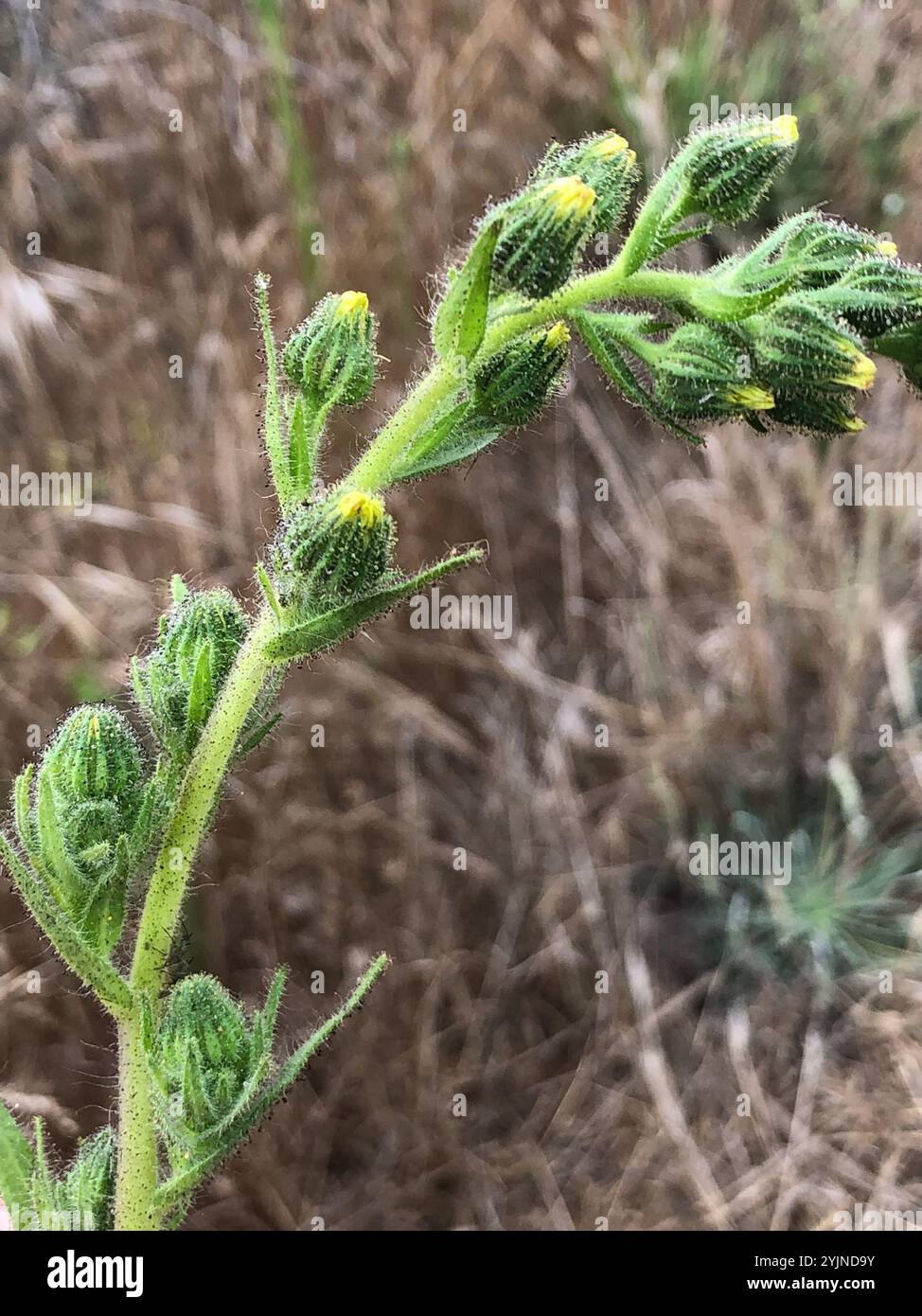 Madia sativa hi-res stock photography and images - Alamy