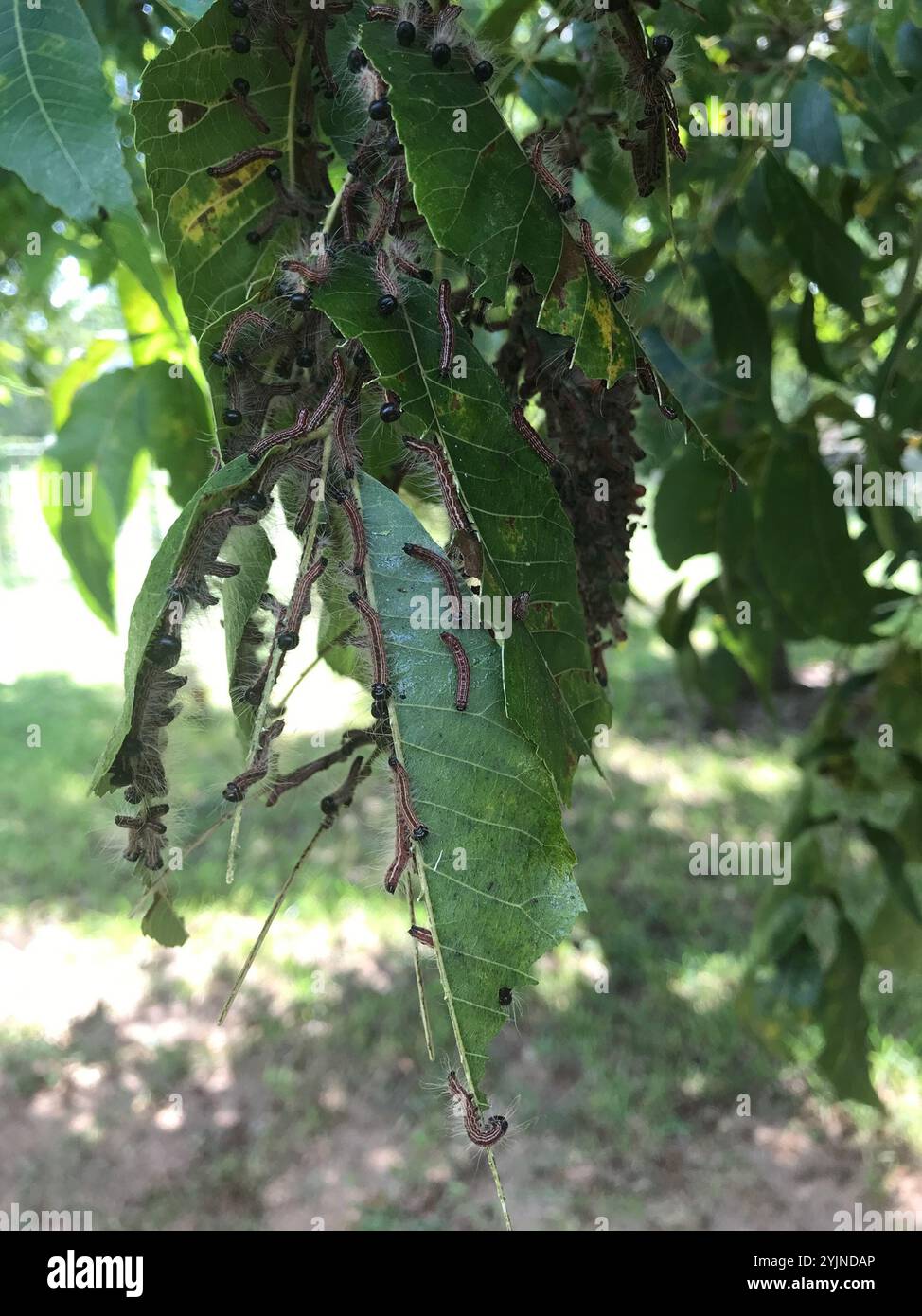 Walnut Caterpillar Moth (Datana integerrima Stock Photo - Alamy