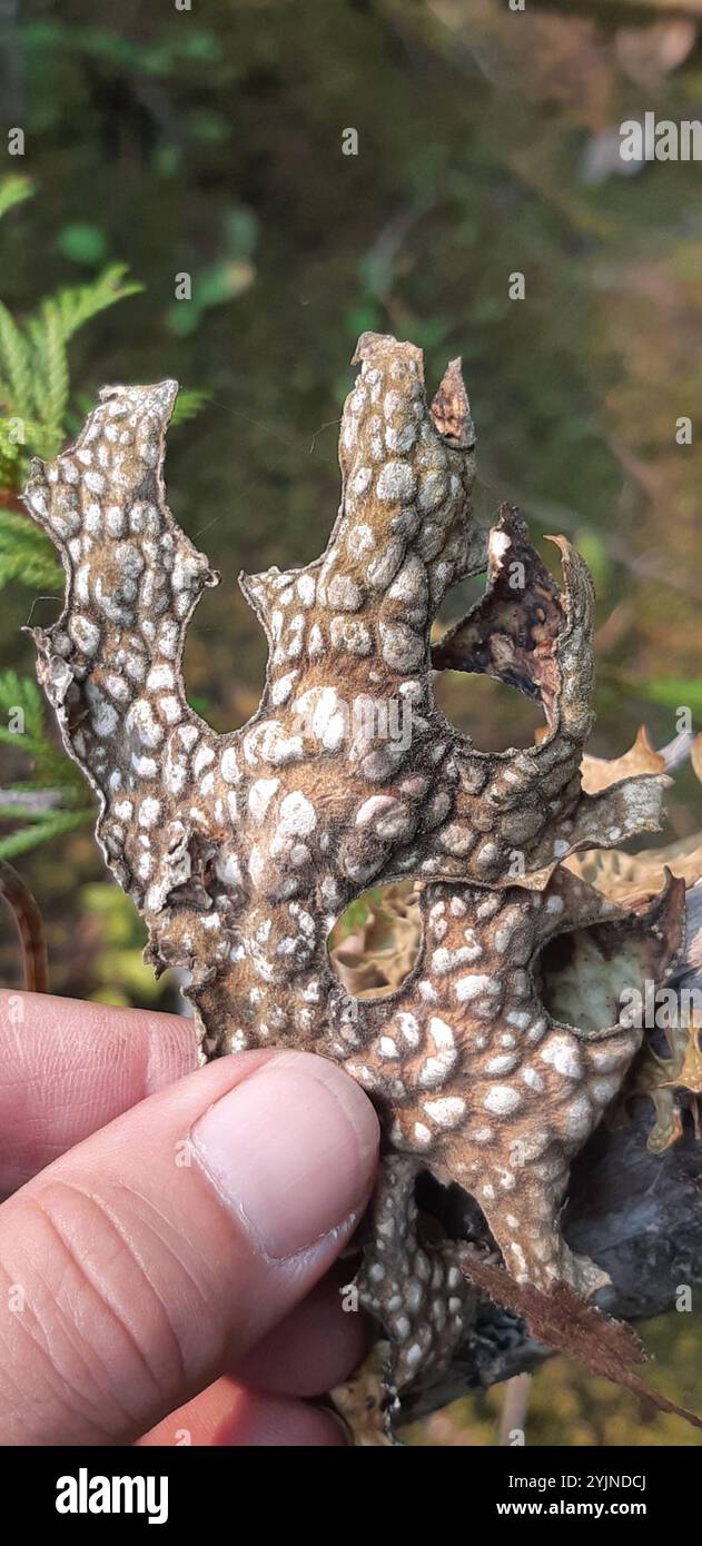 Tree Lungwort (Lobaria pulmonaria Stock Photo - Alamy