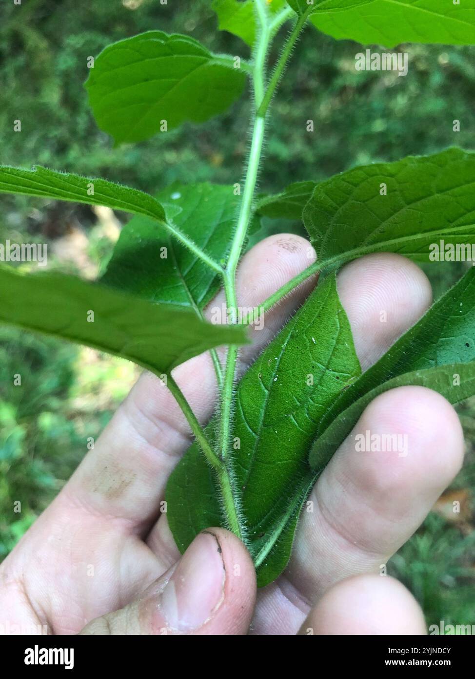 clammy groundcherry (Physalis heterophylla Stock Photo - Alamy