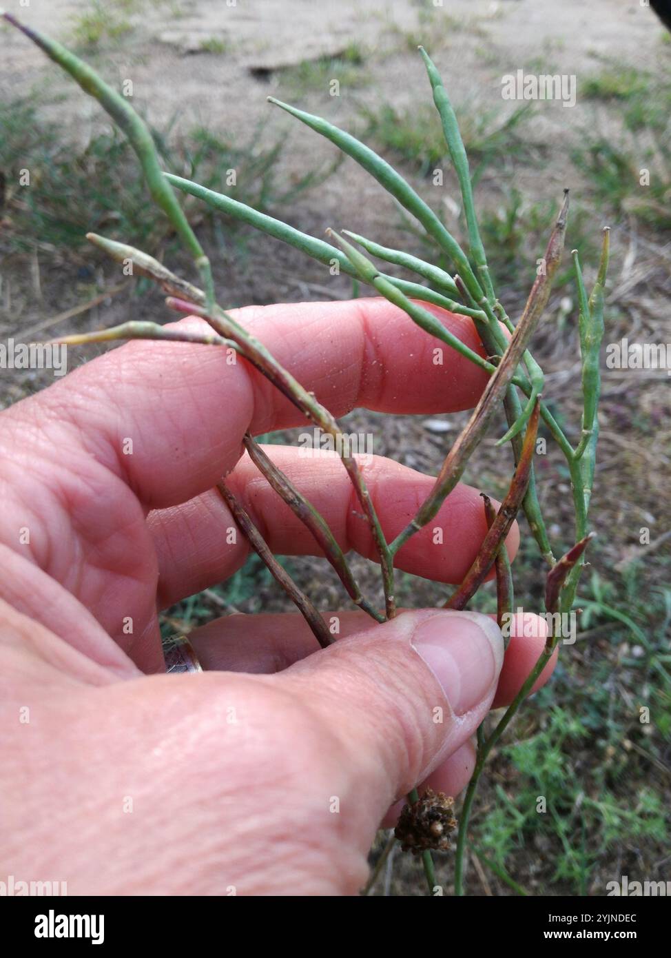 Perennial Wall-rocket (Diplotaxis tenuifolia Stock Photo - Alamy