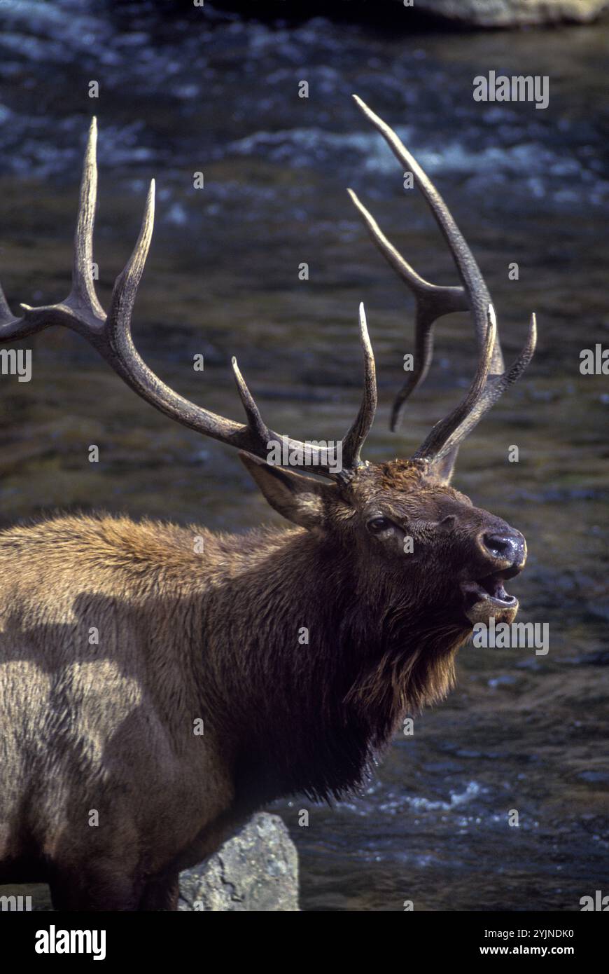 FACE OF SCREAMING MALE ELK IN RIVER YELLOWSTONE NATIONAL PARK WYOMING ...