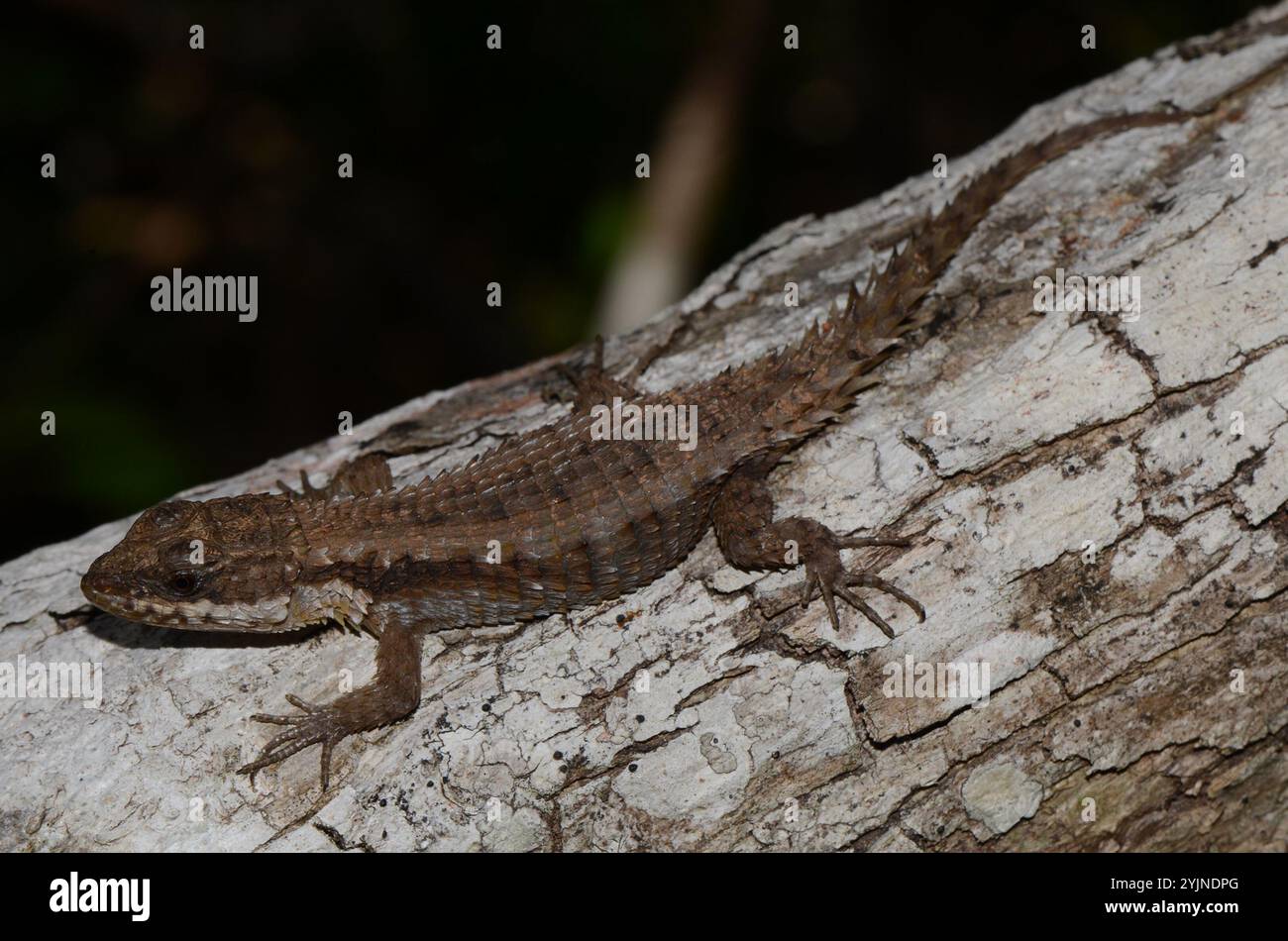Tropical Girdled Lizard (Cordylus tropidosternum Stock Photo - Alamy