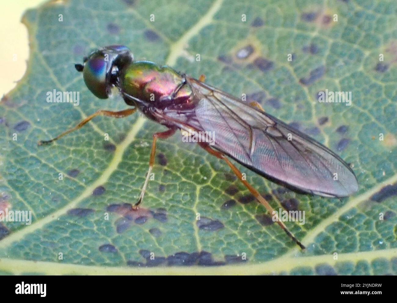 Yellow-legged Centurion Fly (Sargus flavipes Stock Photo - Alamy