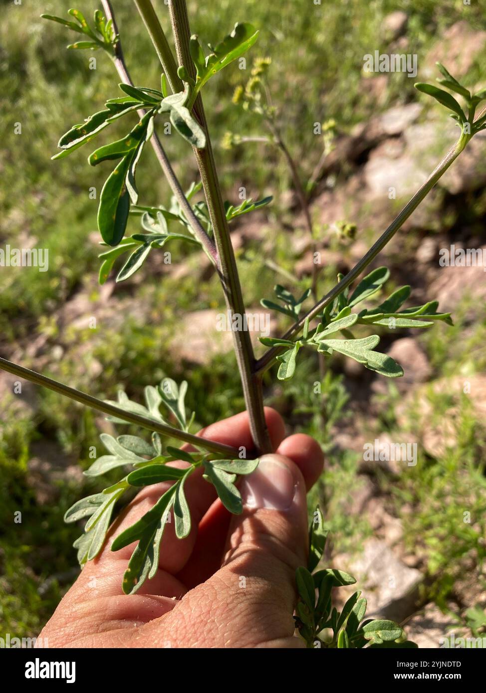 Hymenothrix dissecta hi-res stock photography and images - Alamy