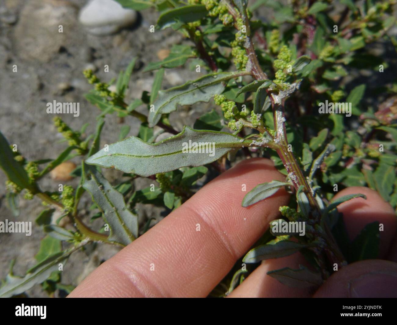 oak-leaved goosefoot (Oxybasis glauca Stock Photo - Alamy