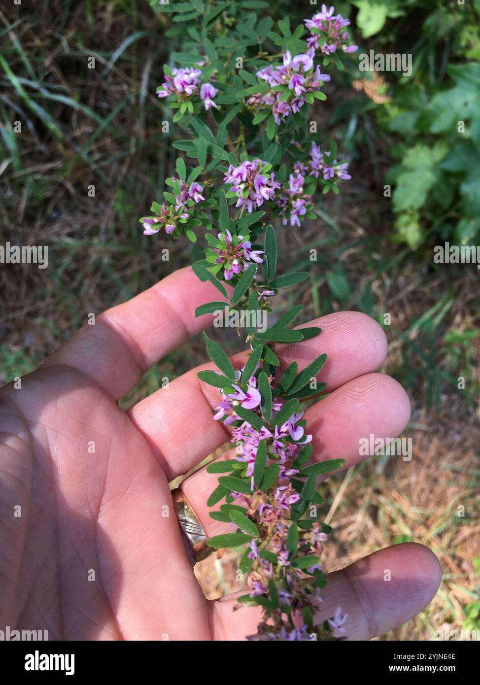 slender bush clover (Lespedeza virginica Stock Photo - Alamy