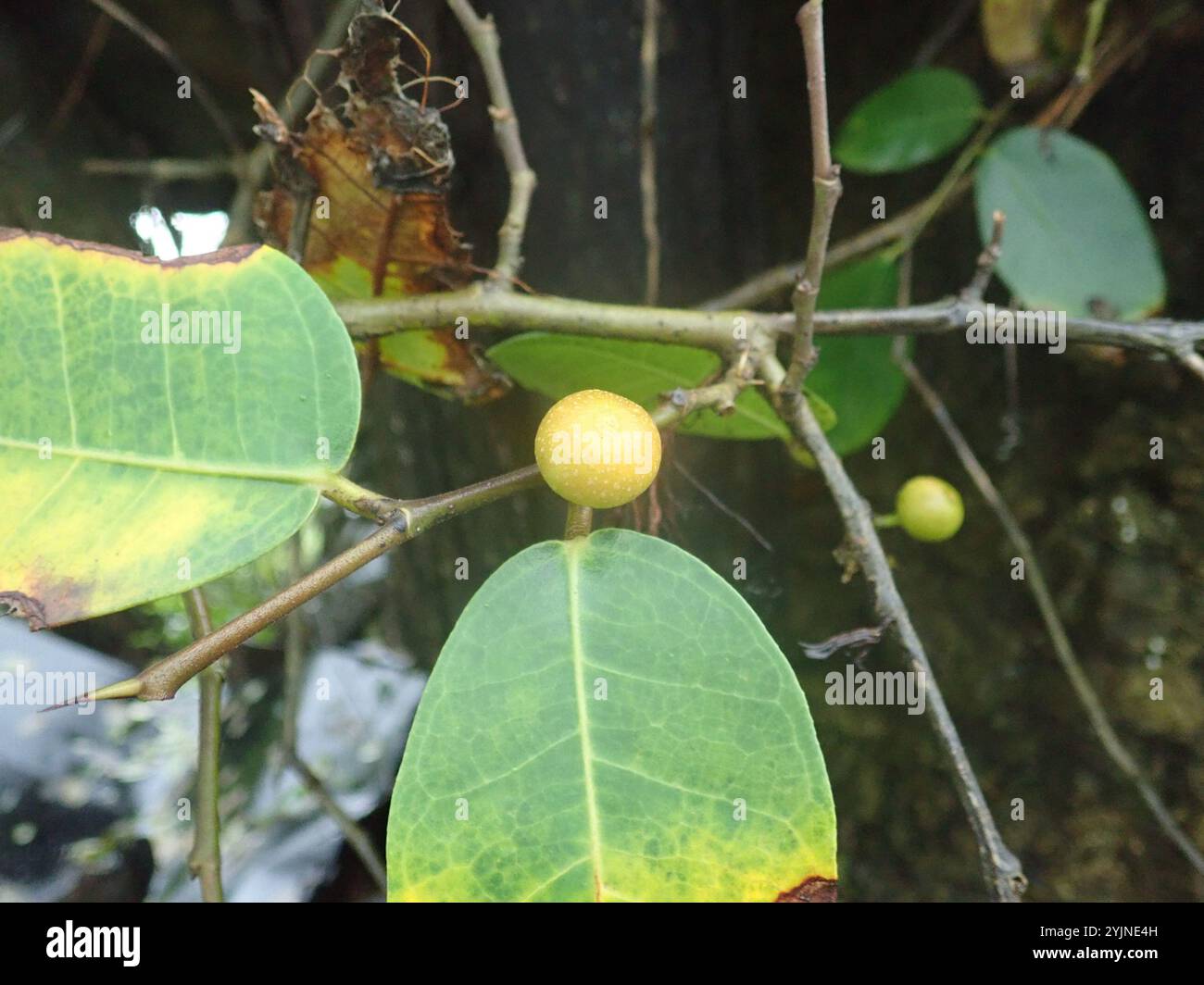 Dye fig (Ficus tinctoria Stock Photo - Alamy