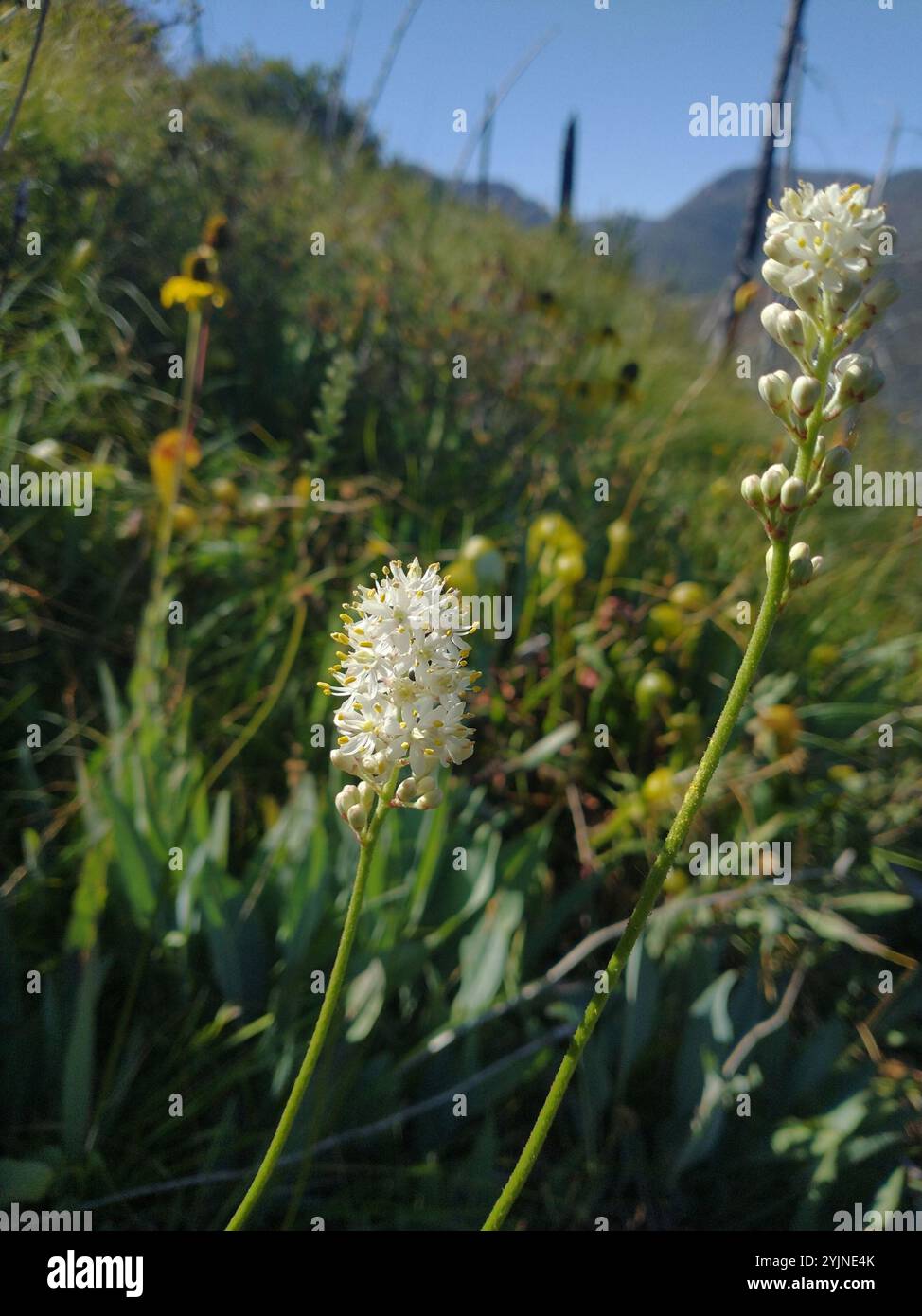 western false asphodel (Triantha occidentalis Stock Photo - Alamy