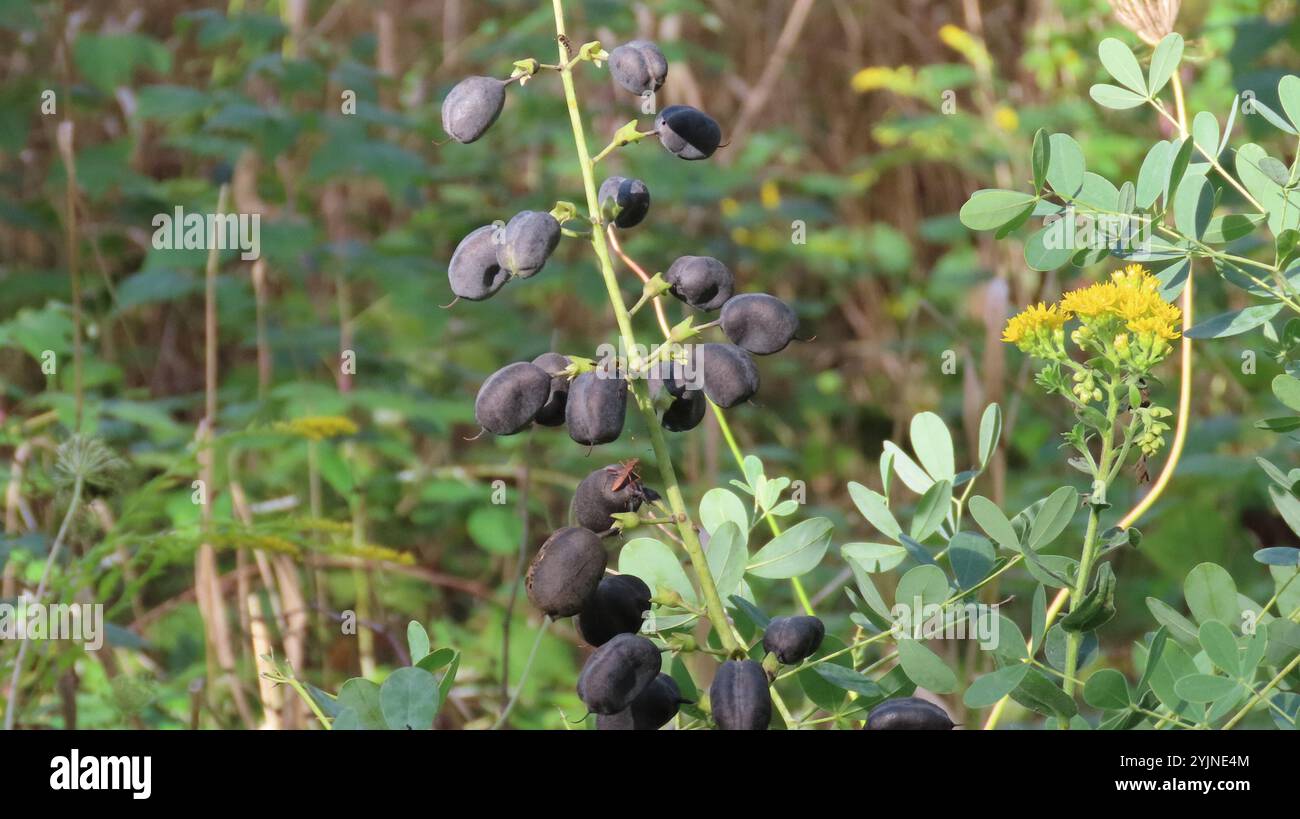 white wild indigo (Baptisia alba Stock Photo - Alamy