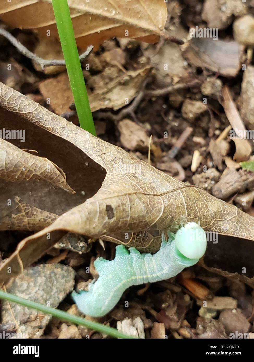 White-dotted Prominent (Nadata gibbosa Stock Photo - Alamy